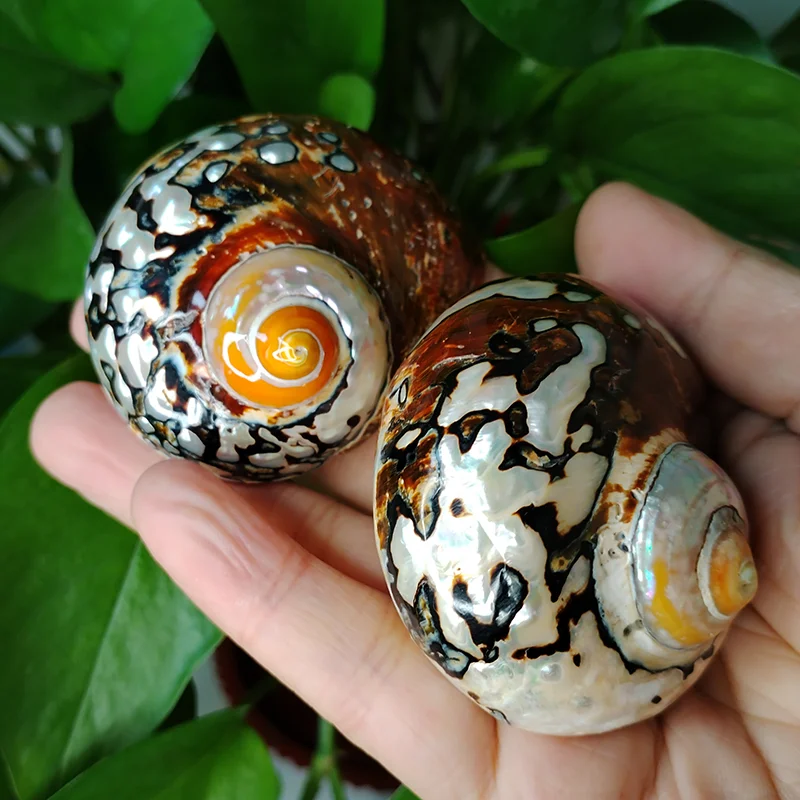 Hermit Crab Shells