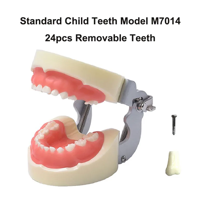 Pediatric-Practice-Standard-Children-Teeth-Model-Practicing-Model-M7014 ...