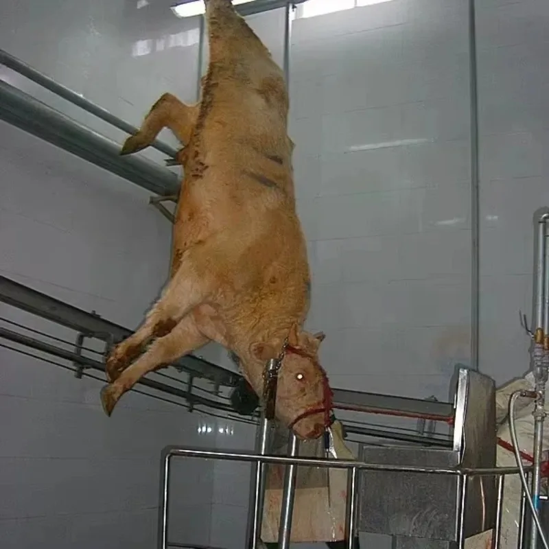 Complete Cattle Slaughter System for Abattoirs Industrial Halal Beef ...