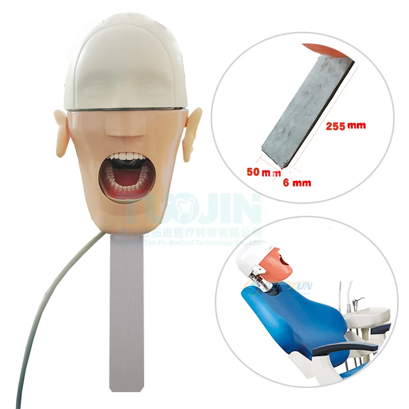 Dental C3 Simulation Head Model Phantom Human Body Root Canal ...