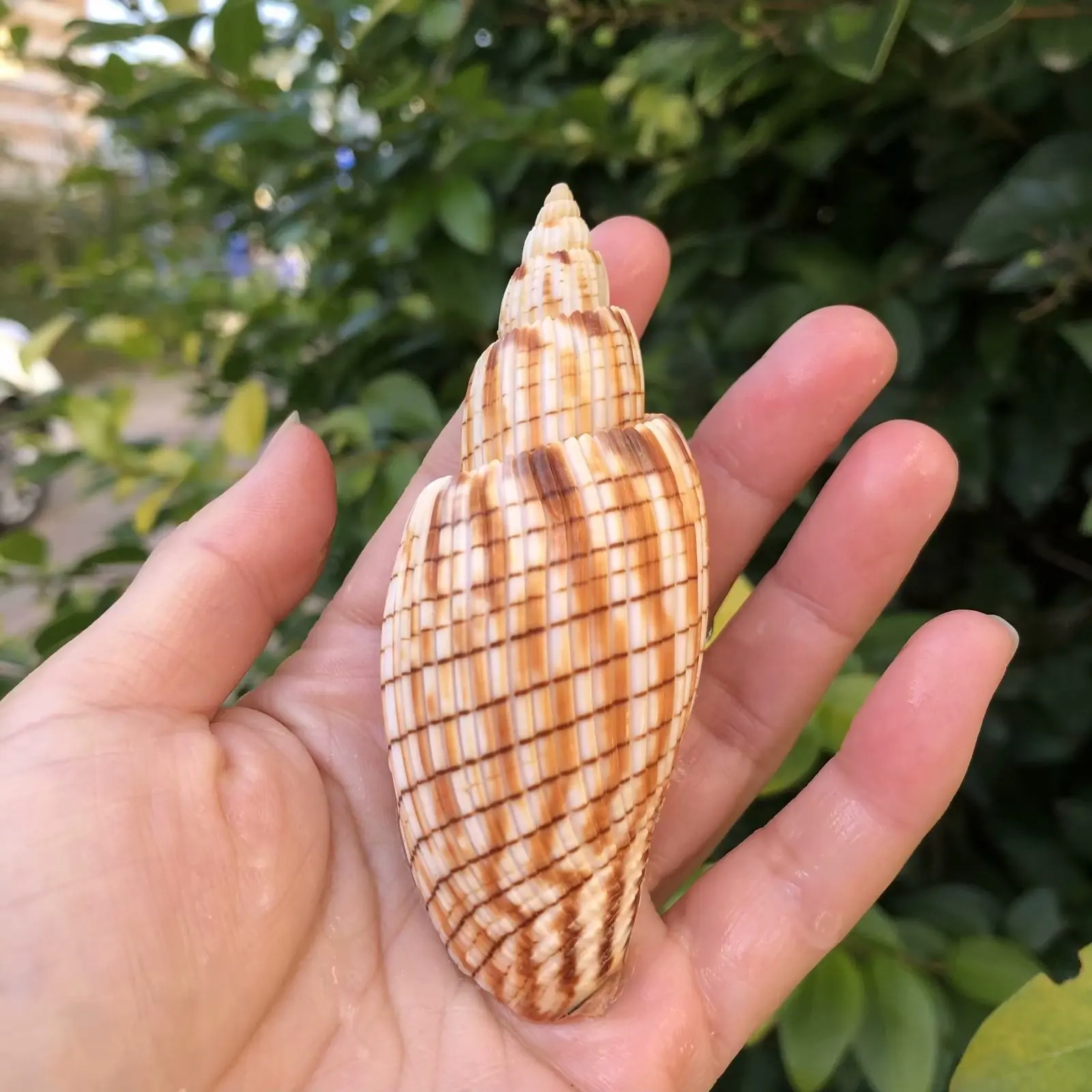 Natural-Conch-Shell-Home-Collection-Ornaments-Specimen-Conch-Hermit ...