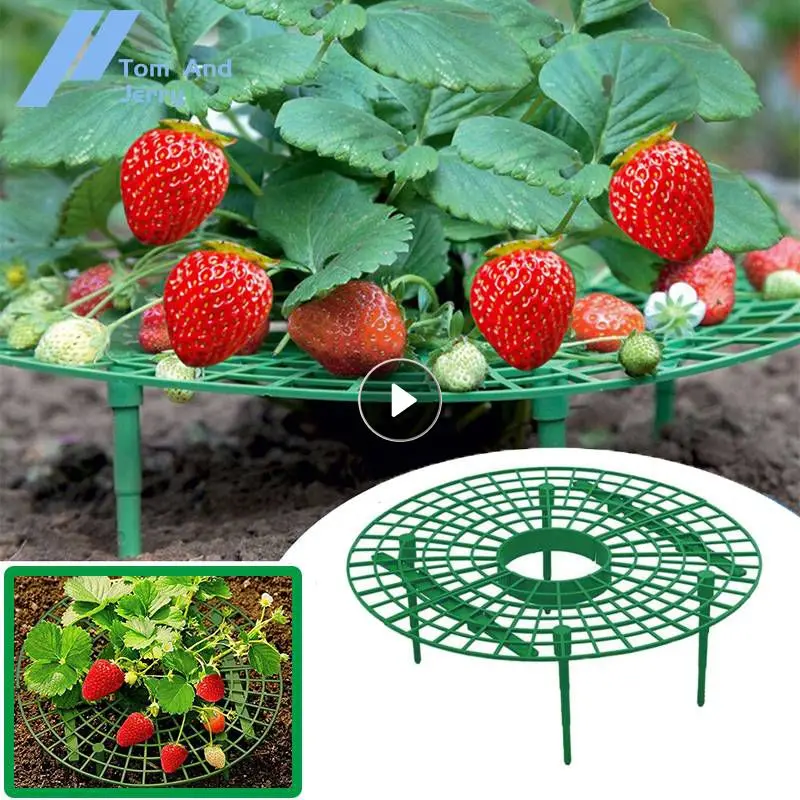 5-20-Pack-Strawberry-Supports-Keeping-Plant-Fruit-Stand-Vegetable ...