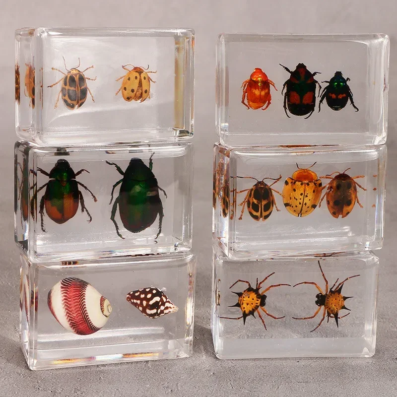 Resin-Specimen-Bugs-Collection-Paperweights-Arachnid-Insect-Spec ...