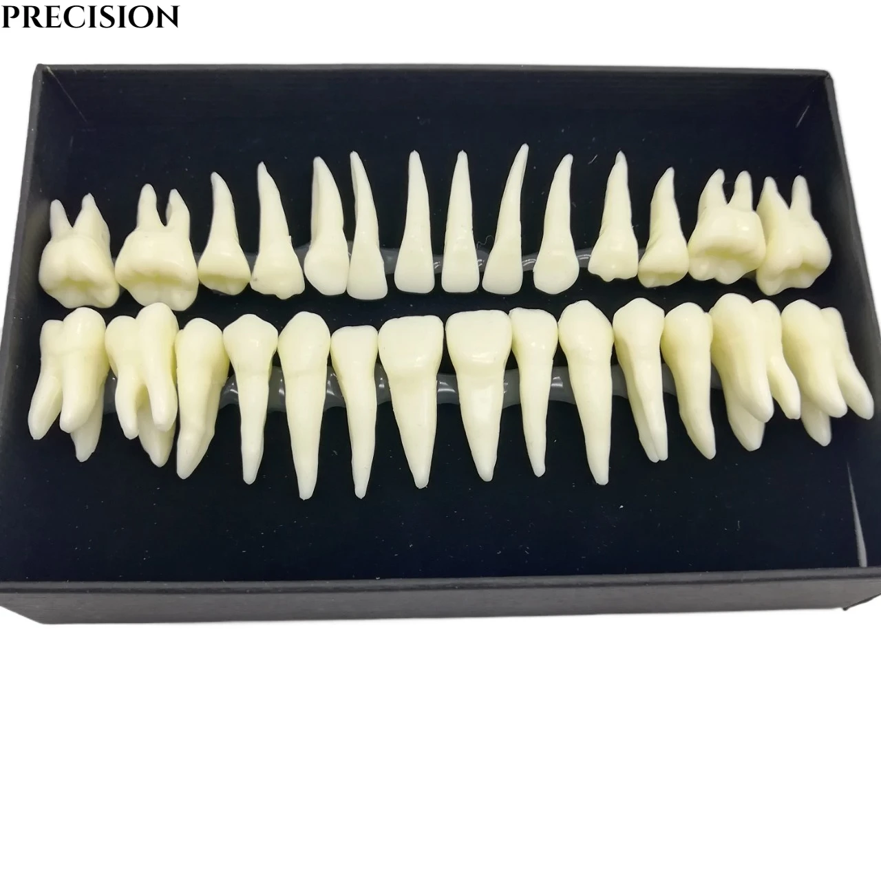 Adult-Teeth-Full-Mouth-Tooth-Model-Dental-Oral-Monochrome-Permanent ...