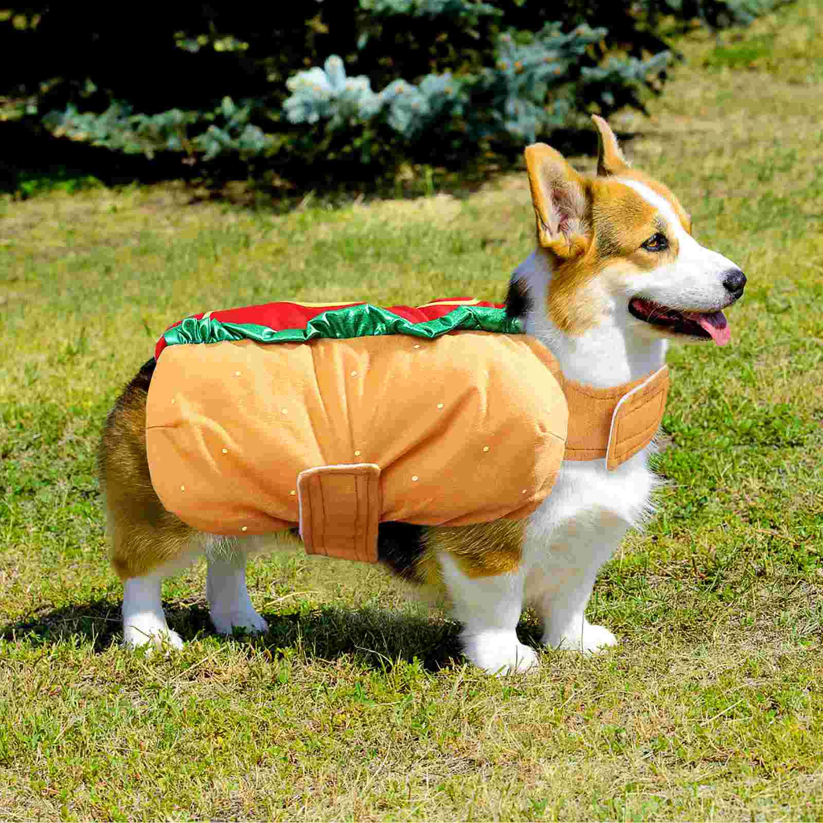 Corgi In A Costume