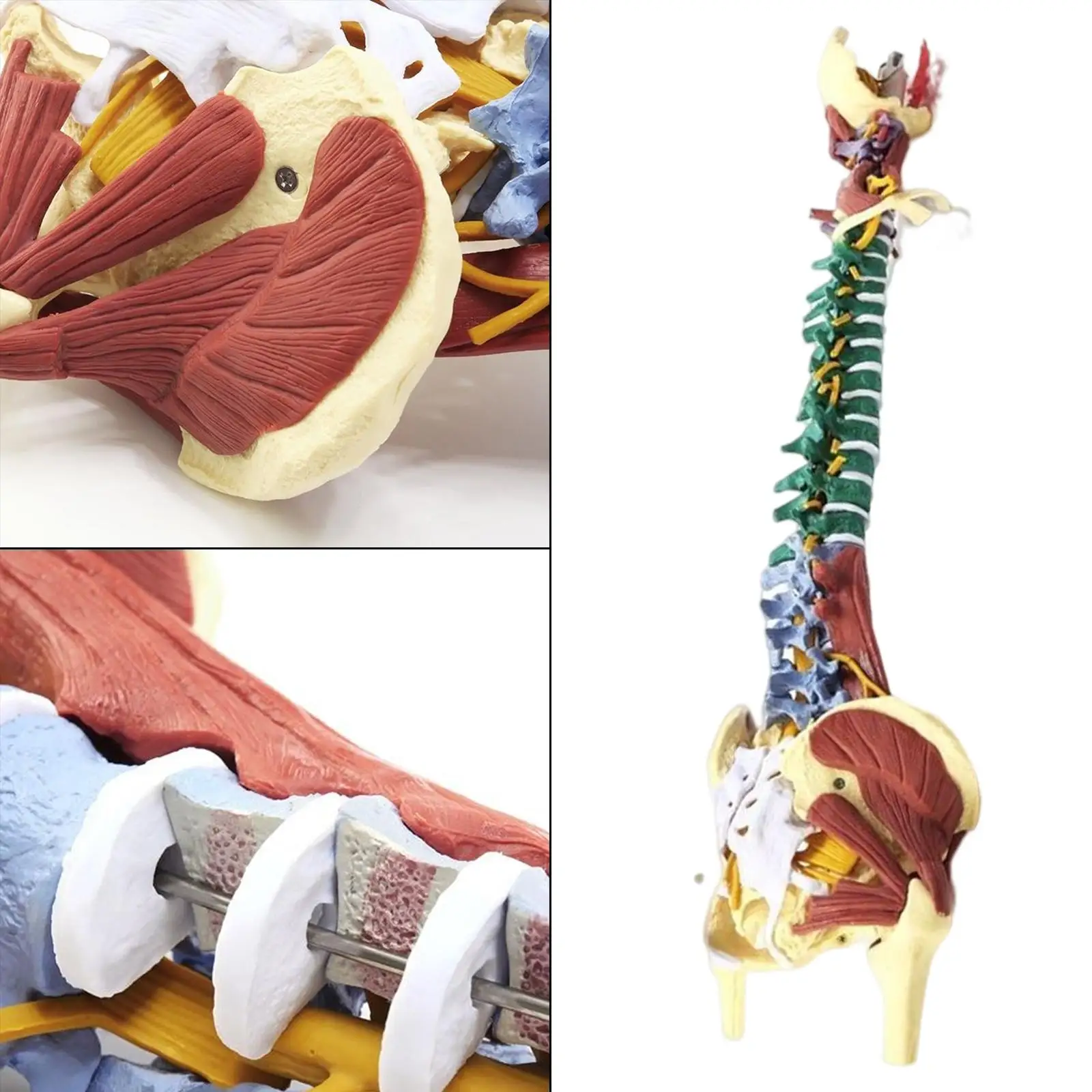 Colored-Flexible-Spine-Model-Study-Model-33-46inch-Vertebral-Column ...