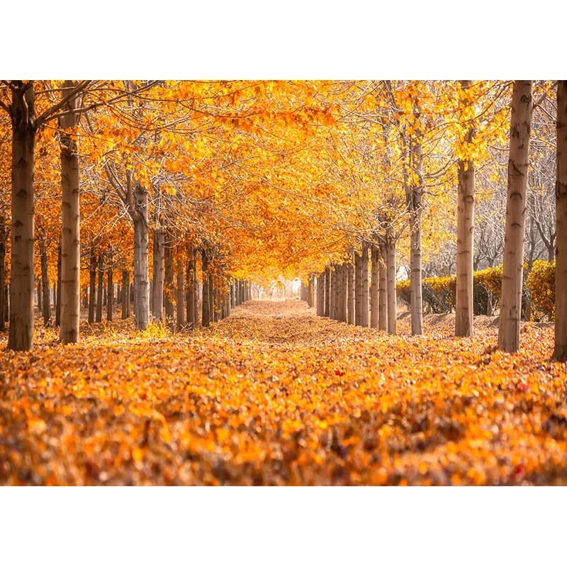 Green-Forest-Nature-Scenery-Photography-Background-Landscape-Portrait ...