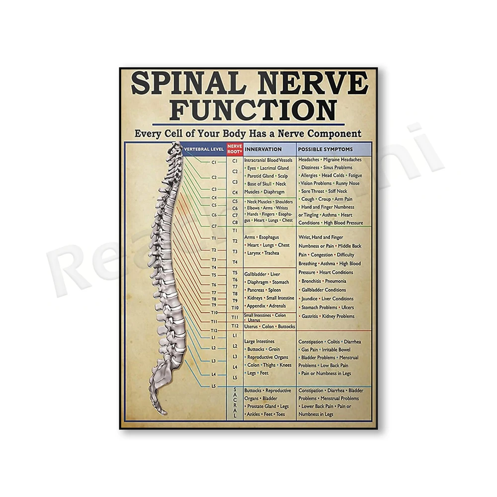 Spinal Nerves Function Chart