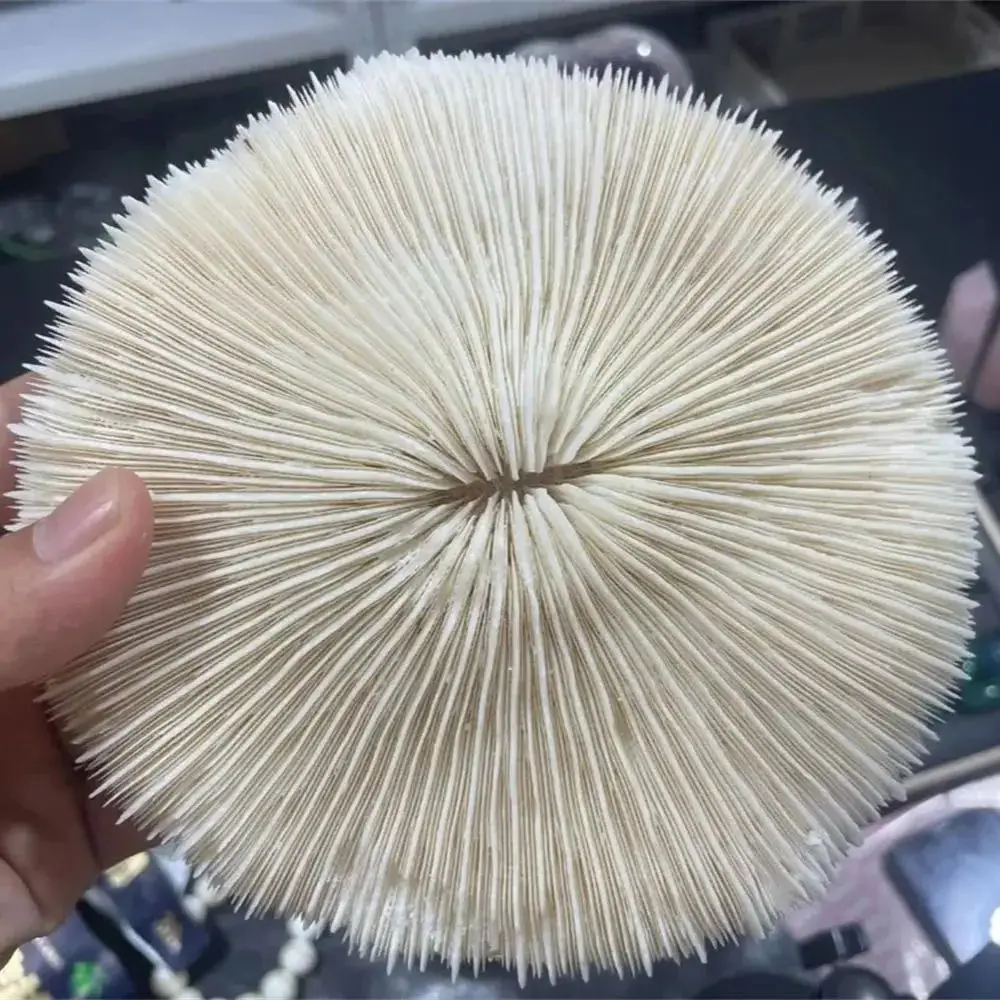 Concha-Circular-de-Coral-Natural-accesorios-de-paisajismo-conchas ...