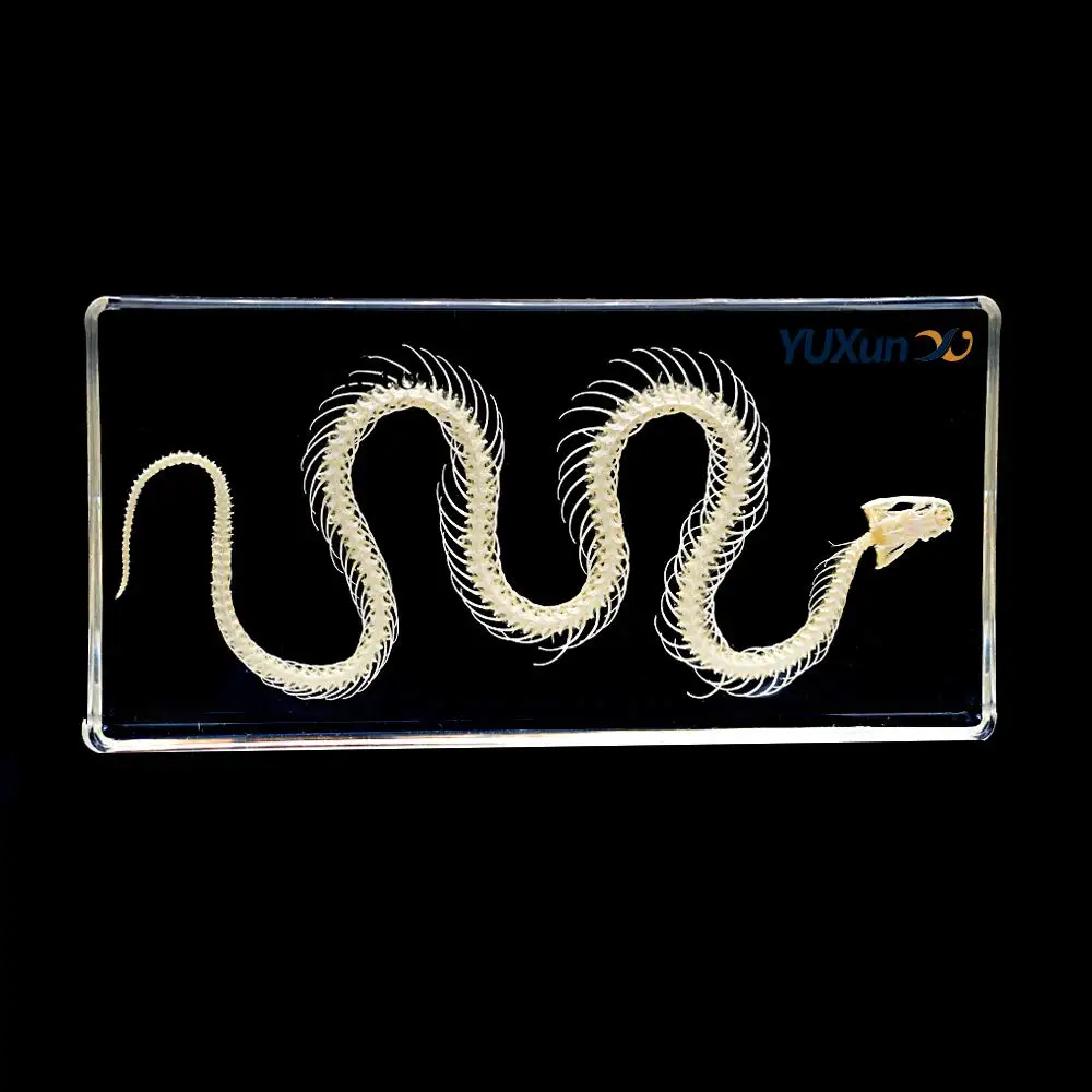 Real-Snake-Skeleton-Animal-Specimen-in-Acrylic-Block-Paperweights ...
