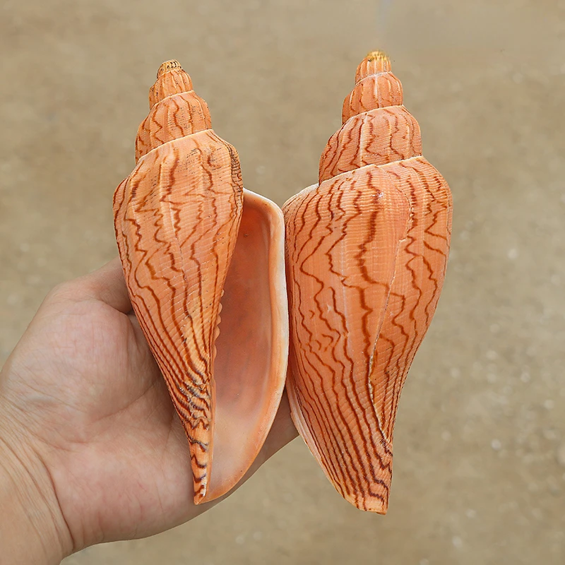 Fulgoraria-Rupestris-Specimens-Natural-Rare-Conch-Shells-Fish-Tanks ...