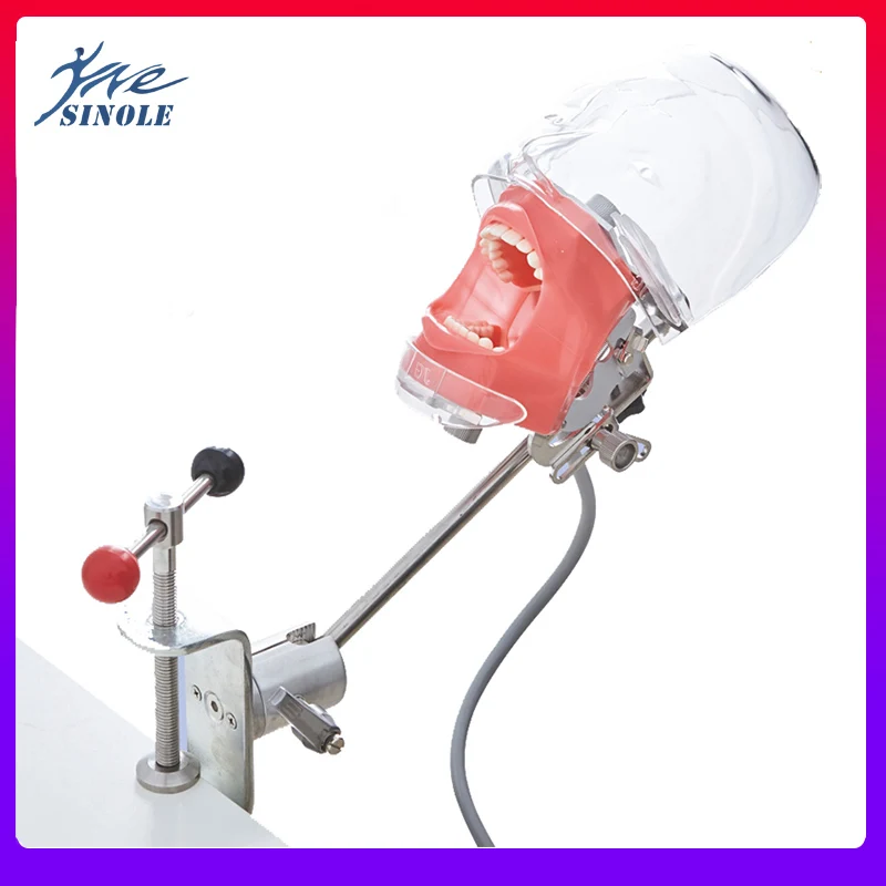 Dental-Educational-Simulator-Head-Model-Of-Physical-Therapy-Oral-Cavity ...