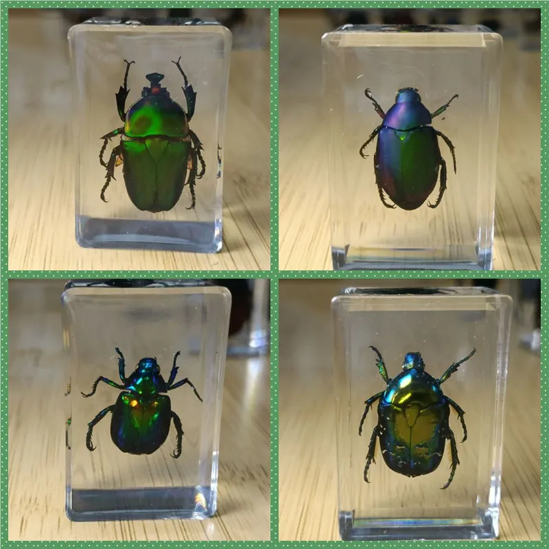 Resin Decoration Crafts | Resin Insect Specimen | Resin Desk Ornaments ...