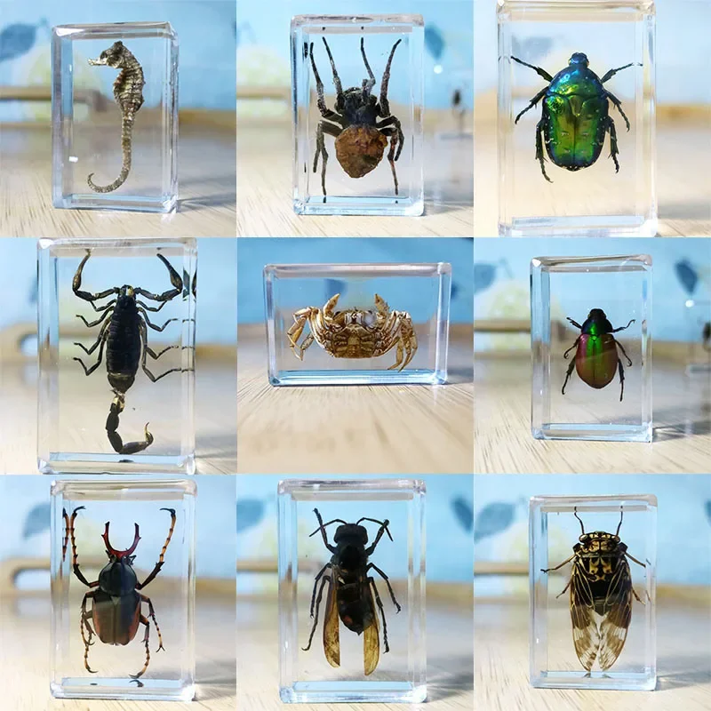 Espec-menes-de-insectos-de-resina-real-hex-podo-decoraci-n-de ...