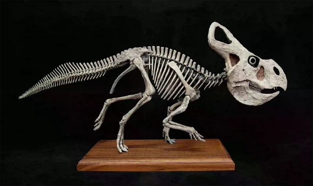 Gigantoraptor Skeleton