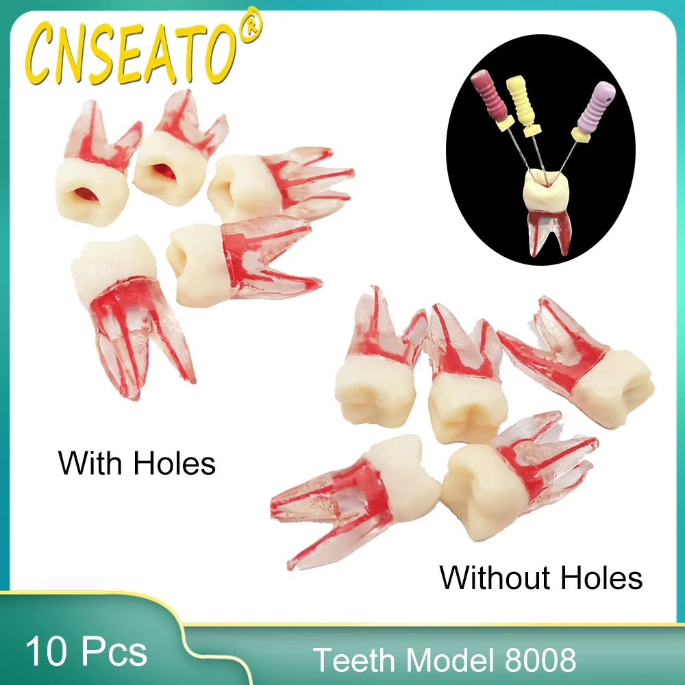 10Pcs-Dental-Endo-Root-Canal-Teeth-Dentistry-Education-Resin-Endo ...