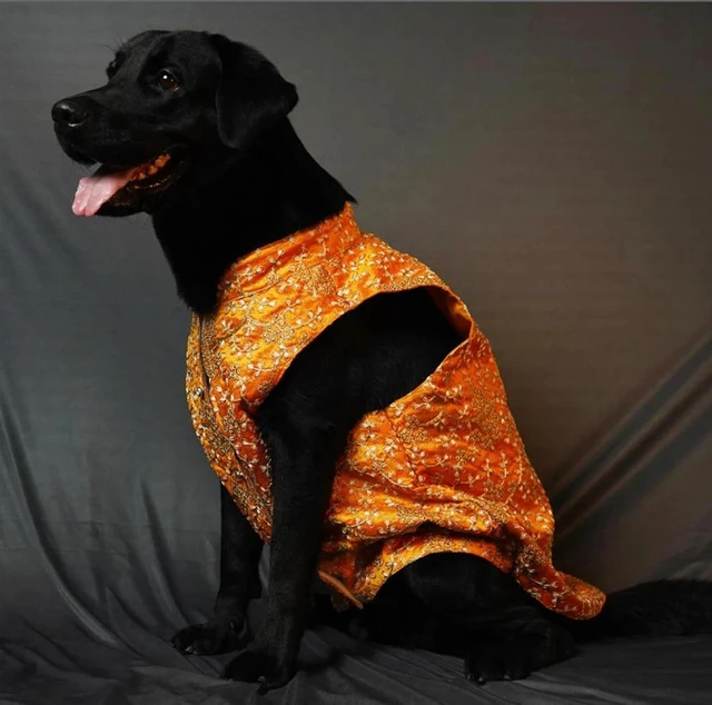 Indian Dog Costume