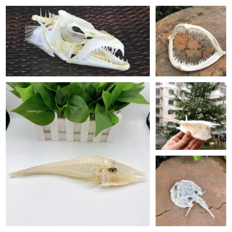 fish-Swordfish-skull-specimen-Largehead-hairtail-skull-specimen ...