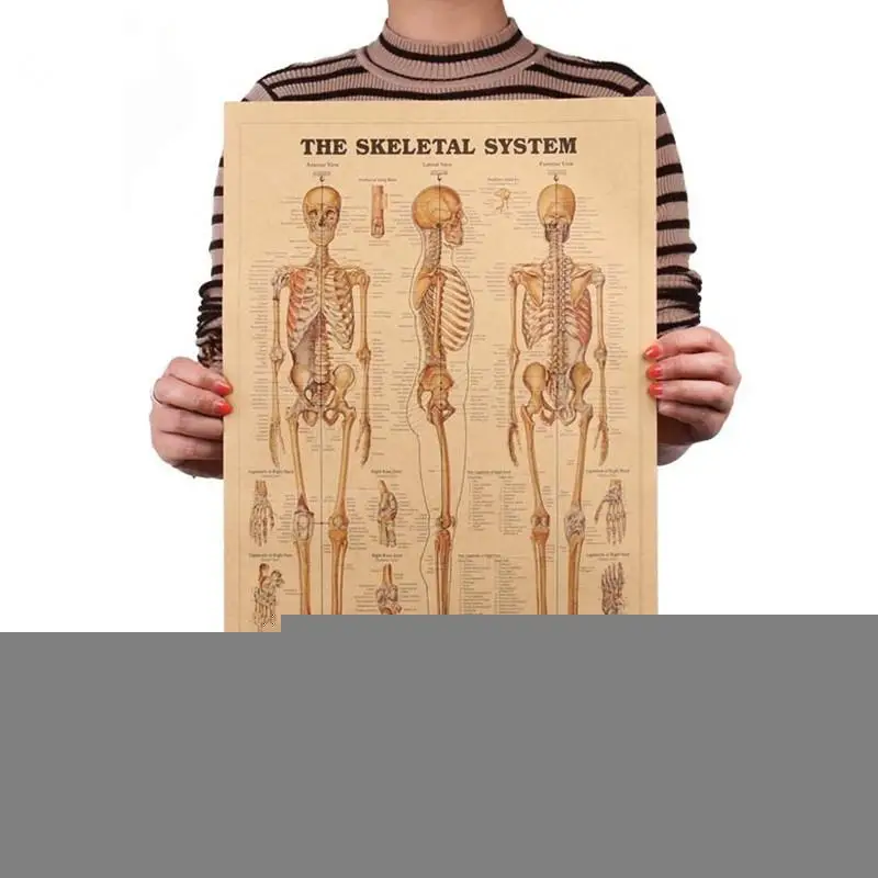 Human Paintings Body Function Structure Diagram Retro Style Kraft Paper ...