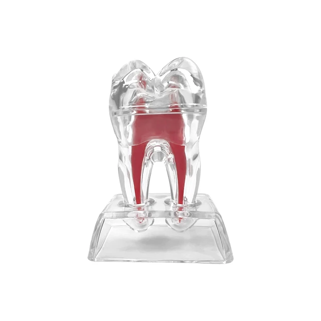 Modelo Anatómico De Los Dientes