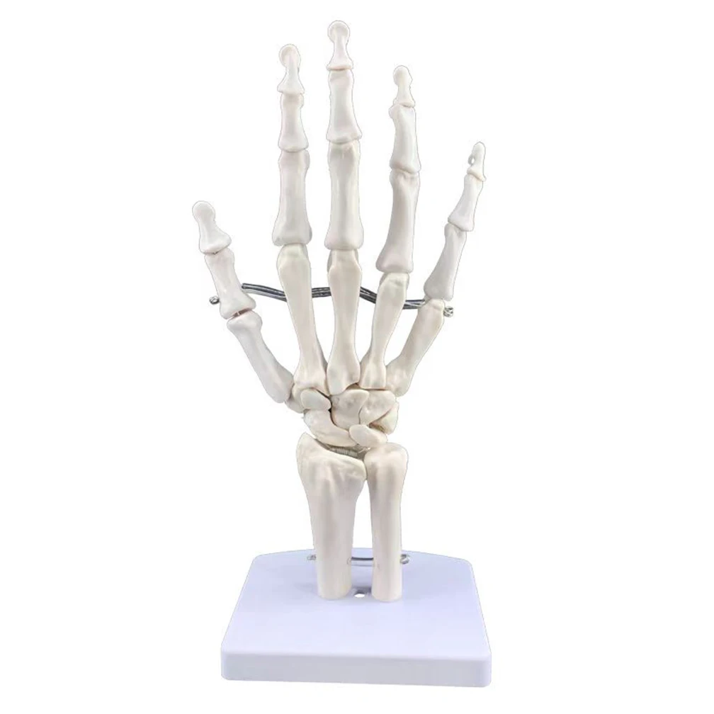 Life Size Human Skeleton Foot Bones Anatomy Model 1:1 Medical Hand and ...
