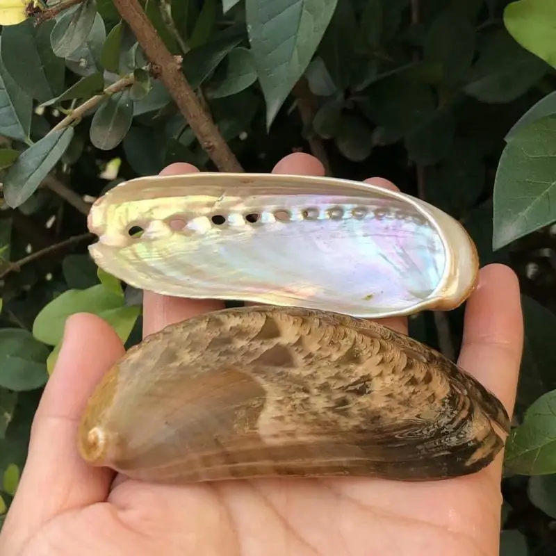 2pcs-Natural-Shells-Conch-Abalone-Shell-Donkey-Ear-Shell-Fish-Tank ...