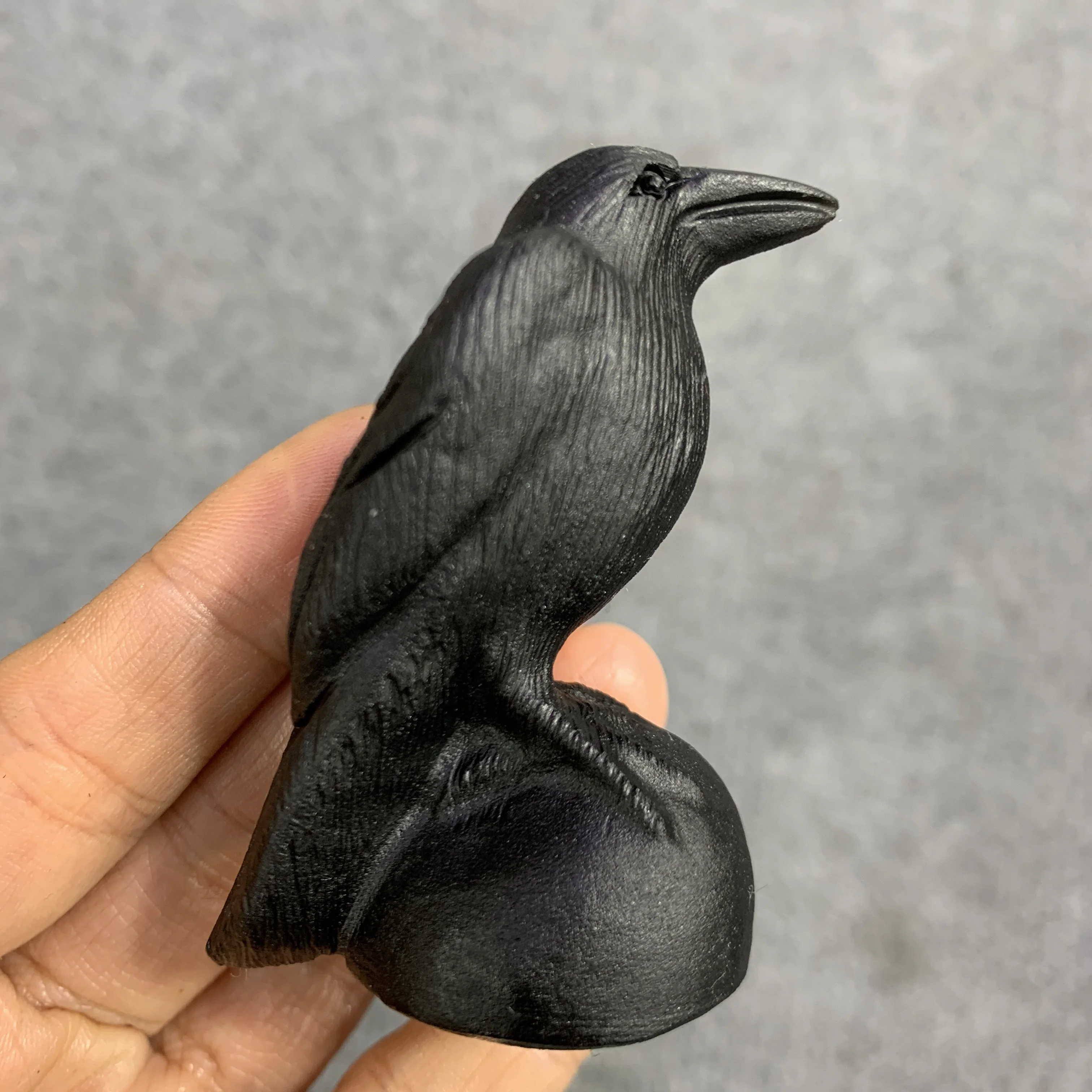 Black Raven Bird