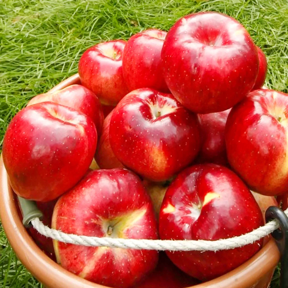 Today-s-2-5kg-16-18-red-red-apple-and-household.jpg
