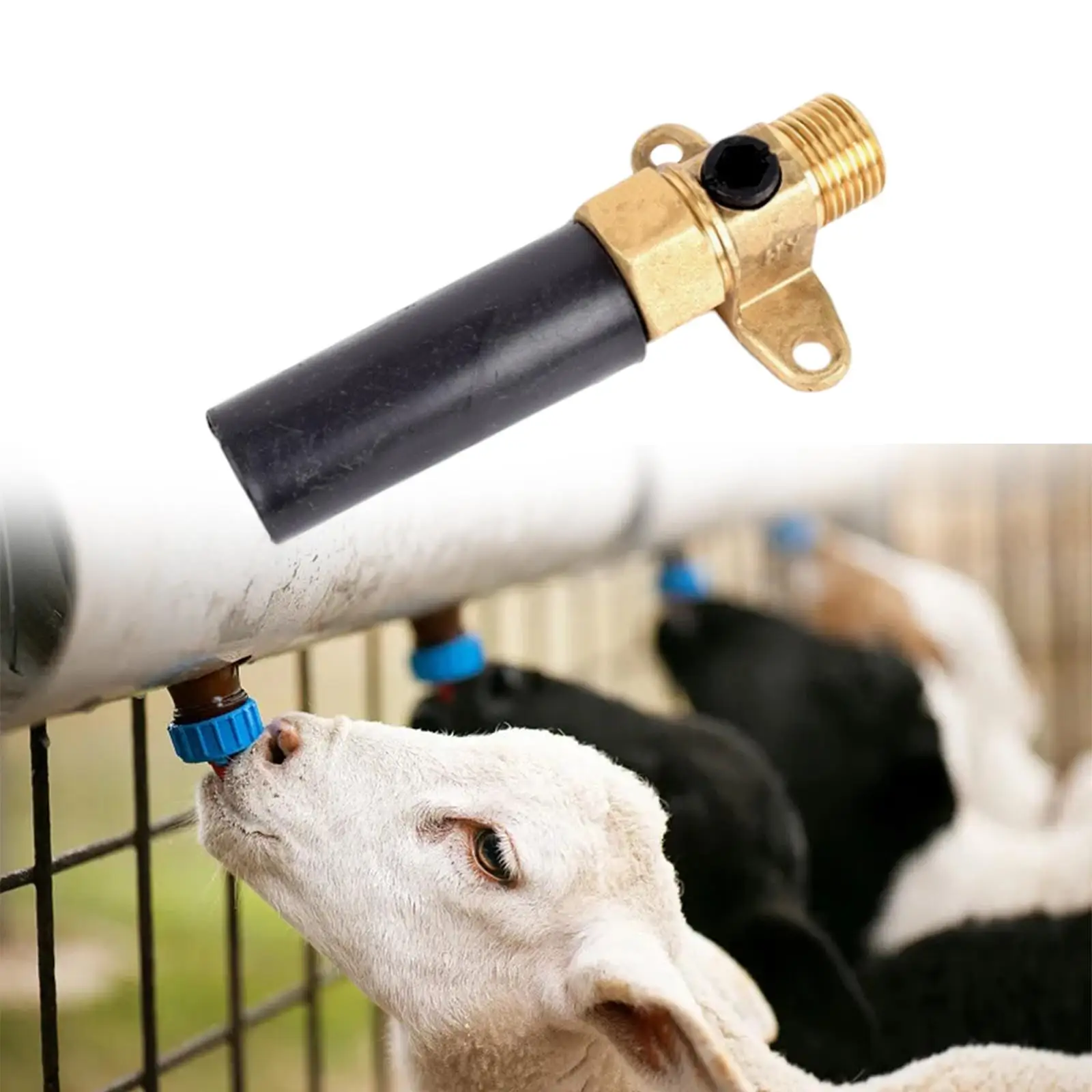Farm Animals Drinking Water