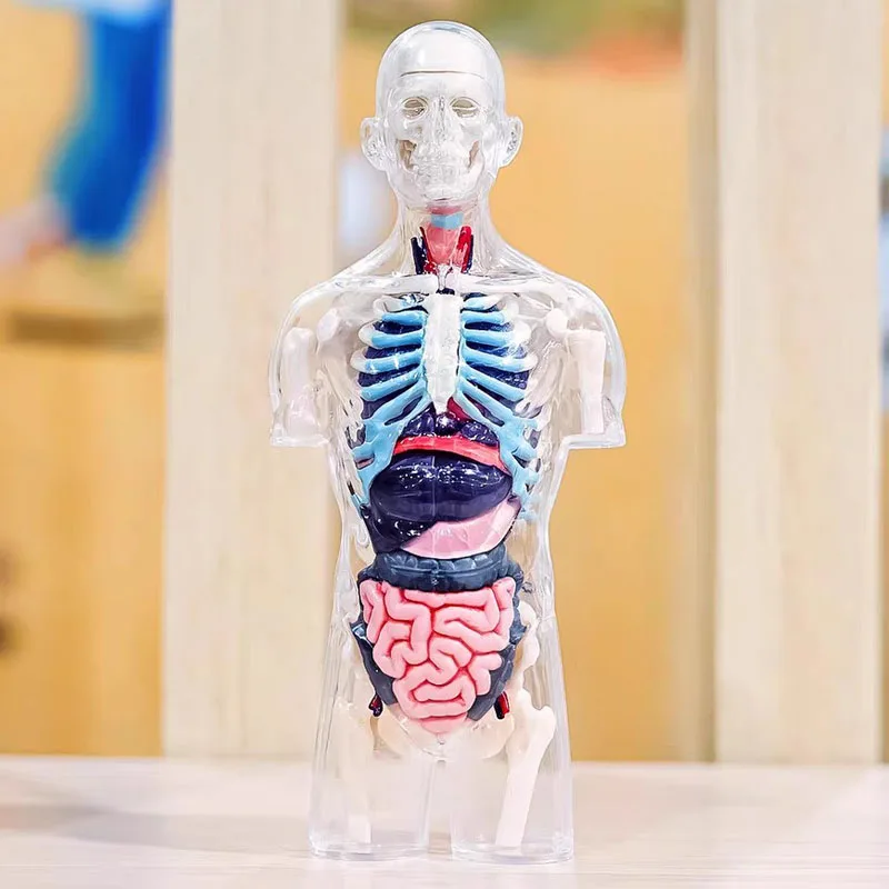 4D-usta-bulmaca-montaj-oyuncak-insan-yar-m-v-cut-i-organlar-anatomik ...