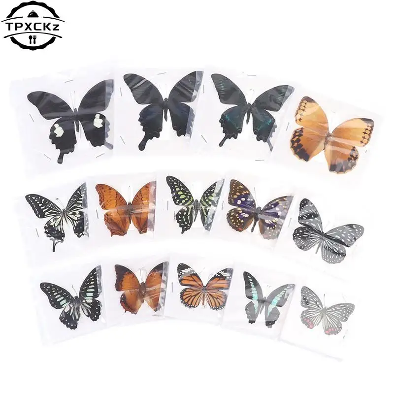 1Pc Real Butterfly Specimen Natural Colorful Education Teaching Home ...
