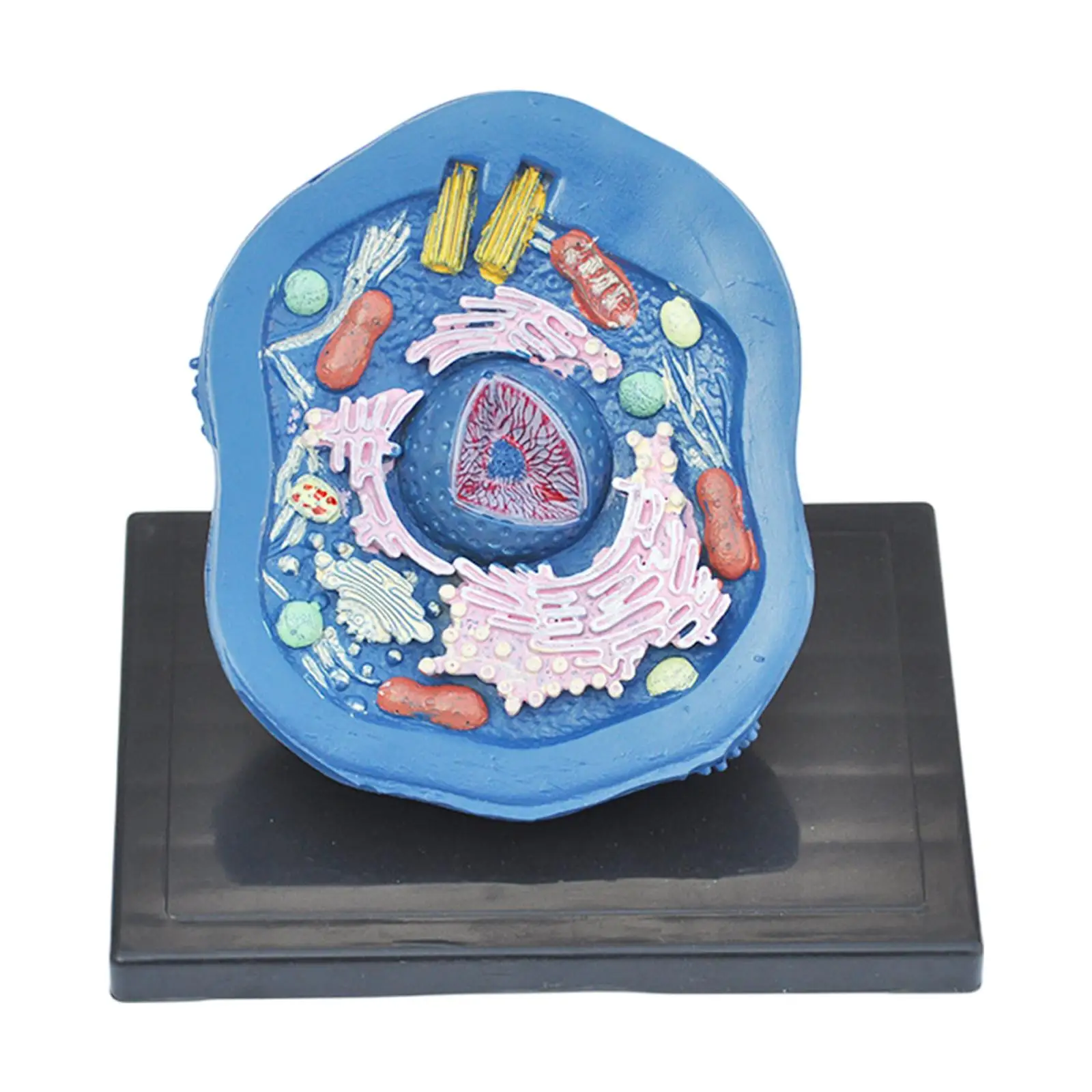 Cell Anatomy Model View All Major Organelles Educational Science Kits ...