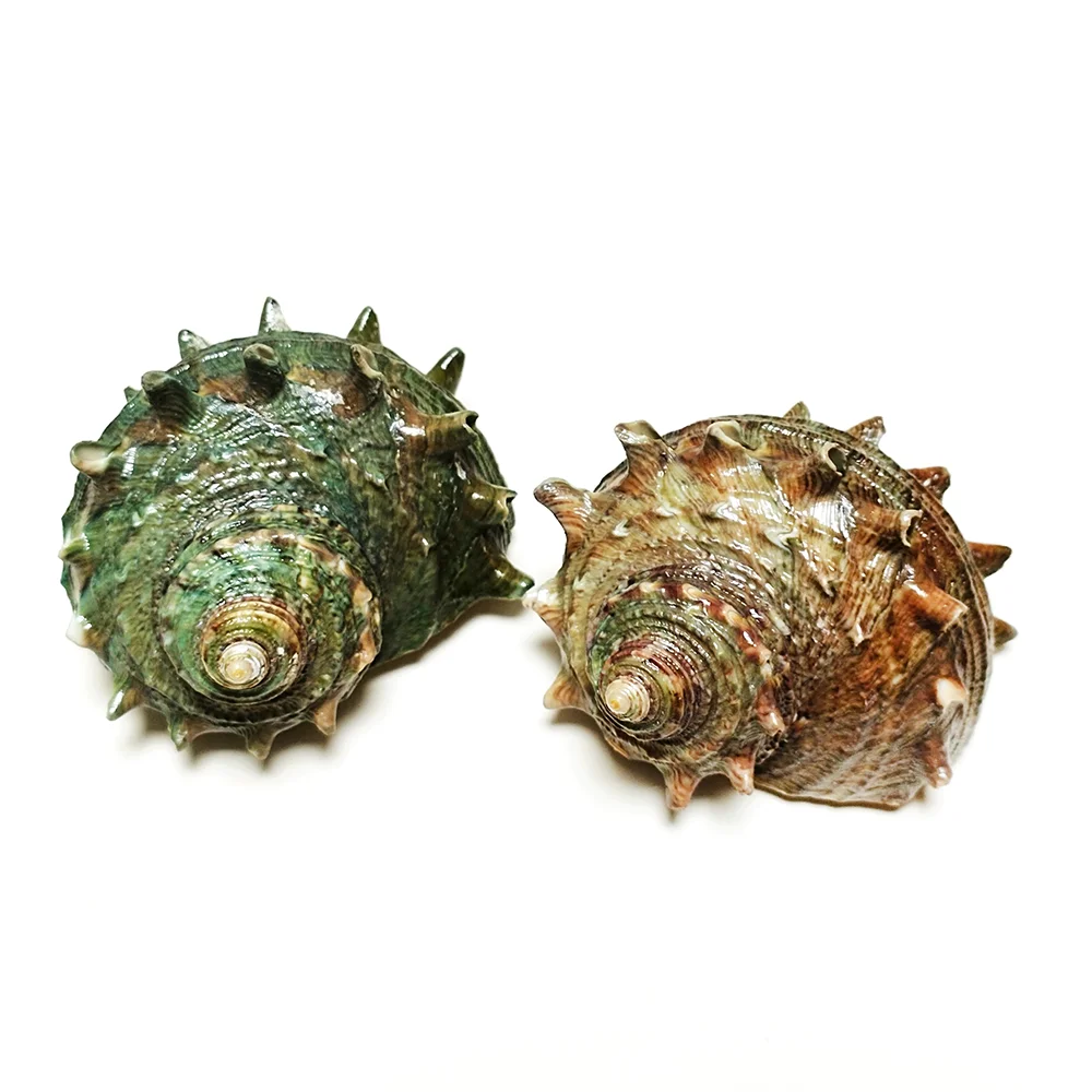 Large-Horned-Turban-Snail-Natural-Turbo-Cornutus-Shell-Hermit-Crab ...