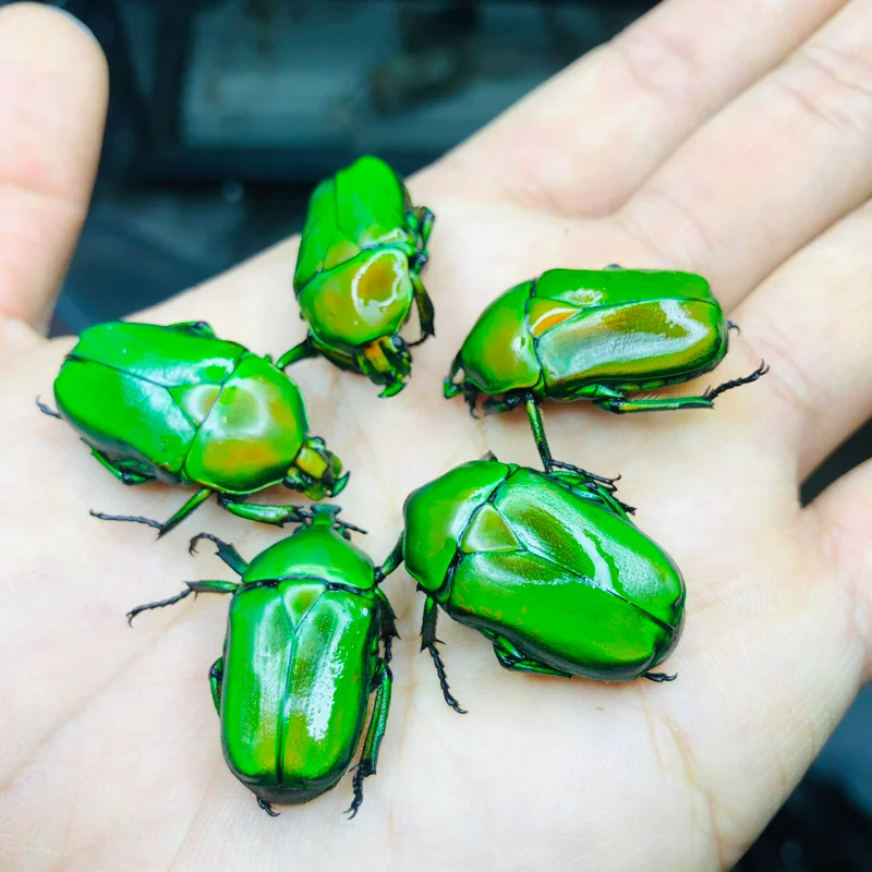 Real Scarab Insect Specimen Photography Props Diy Small Ornaments ...