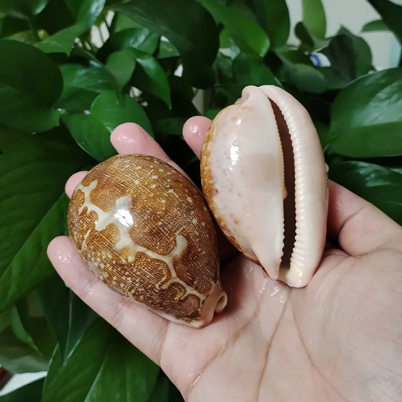 2 PC Map Cowrie Seashells Genuine Polished Mappa Conch Snail Specimen ...