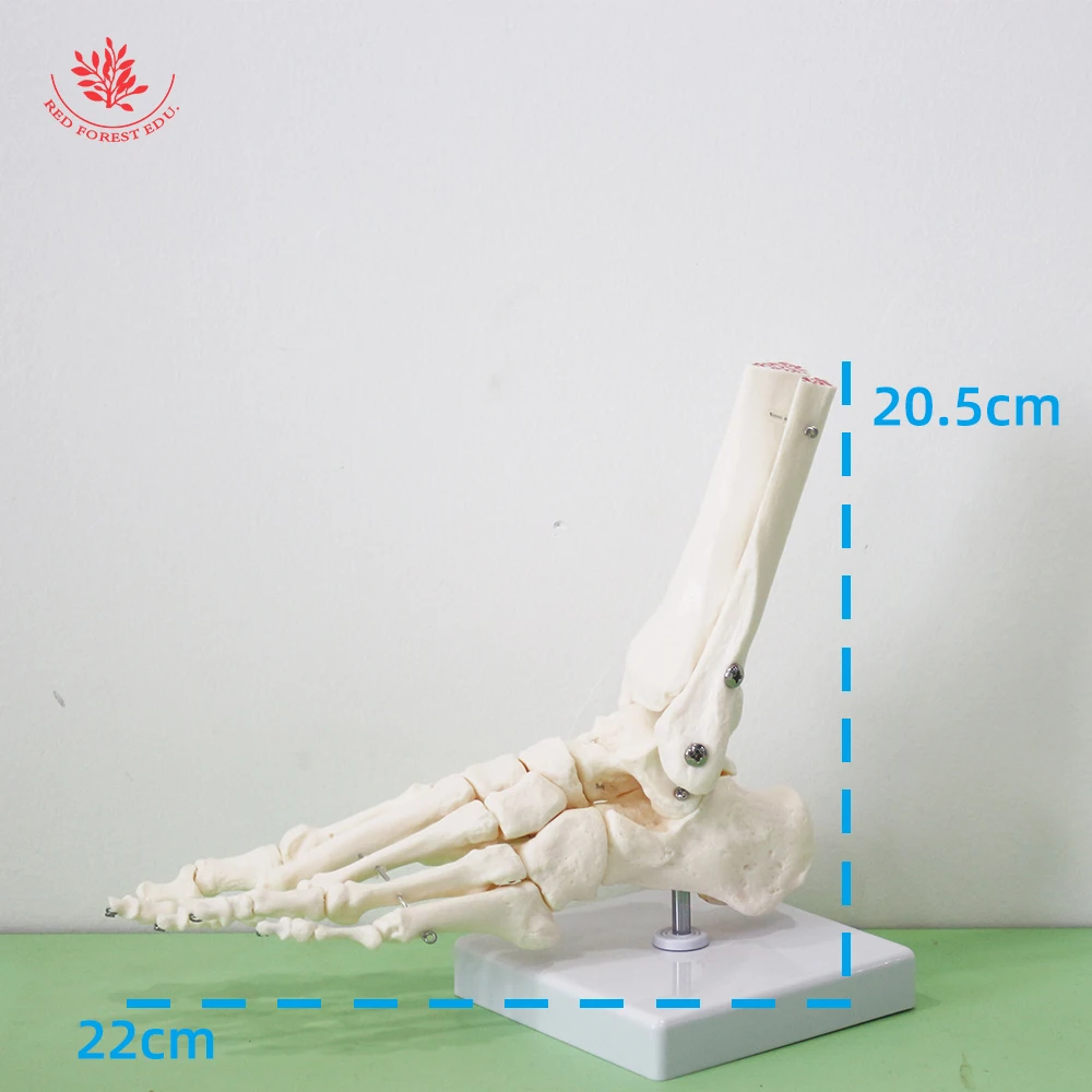 RFT027-1-Foot-Anatomical-Model-Pure-White-Bone-Bendable-Toes-Human ...