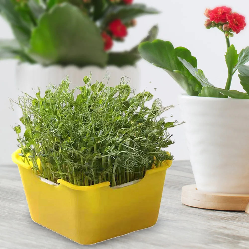 Bean Sprouts Growing Tray Seed Greenhouse Hydroponics Plant Cat Grass ...