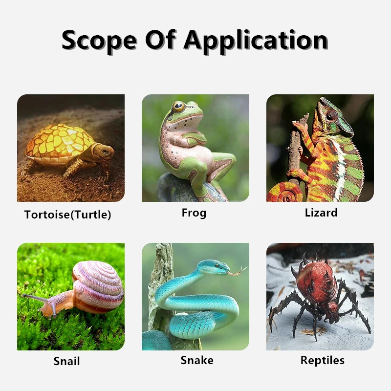 10 Examples Of Reptiles