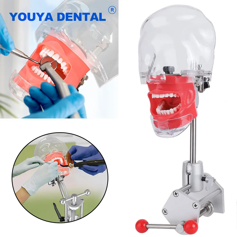 Simple Head Model Dental Practice Training Simulator Phantom Head ...