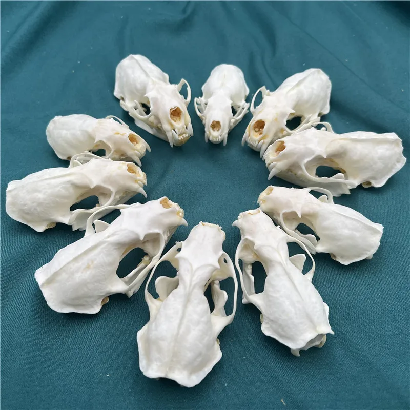 1-2-3-5-10-pcs-Real-mink-skulls-fine-animal-specimens-skull-gifts-size ...