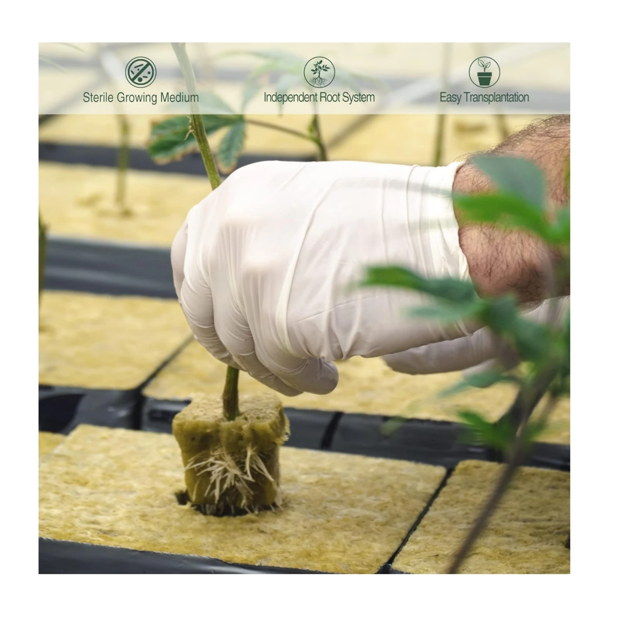 Block-hydroponic-soilless-cultivation-of-seedling-cuttings-of-asexual ...