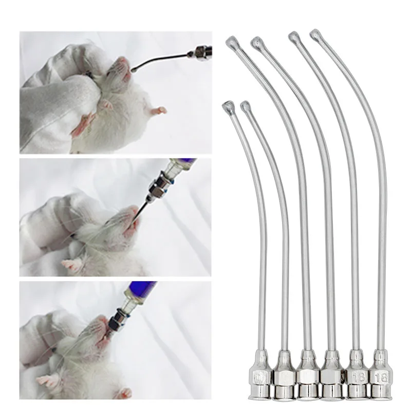 Stainless-Steel-Birds-Feeding-Syringe-Tube-Nozzle-Rats-and-Mice-Parrots ...