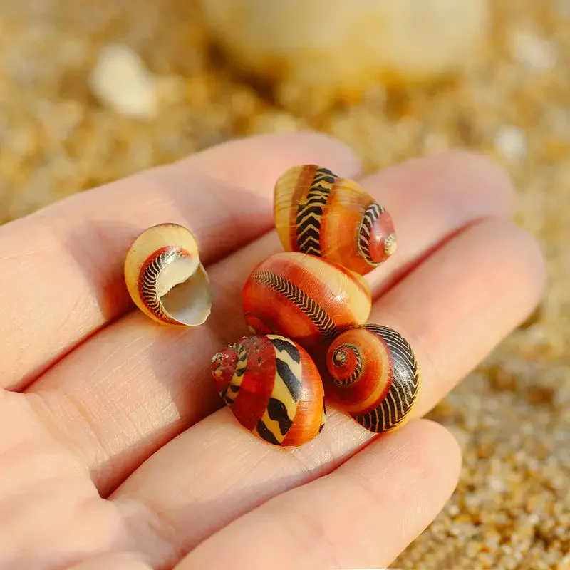 5pcs-Sea-Shell-Natural-Red-Mini-Small-Conch-Collection-Hermit-Crab ...
