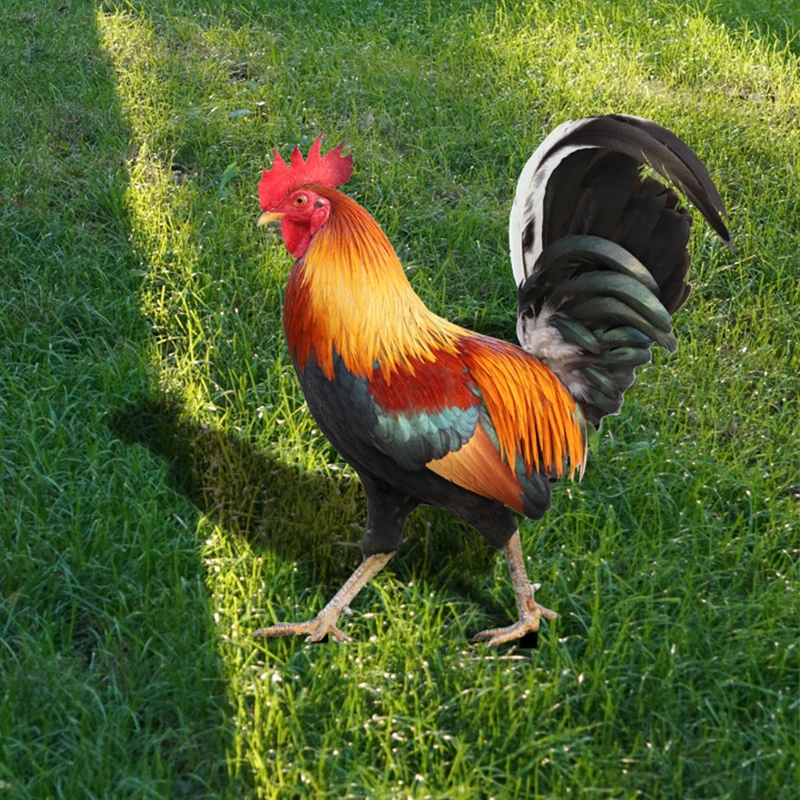 Acrylic Rooster Yard Decor 2d Chicken Sculpture Funny Outdoor Yard ...