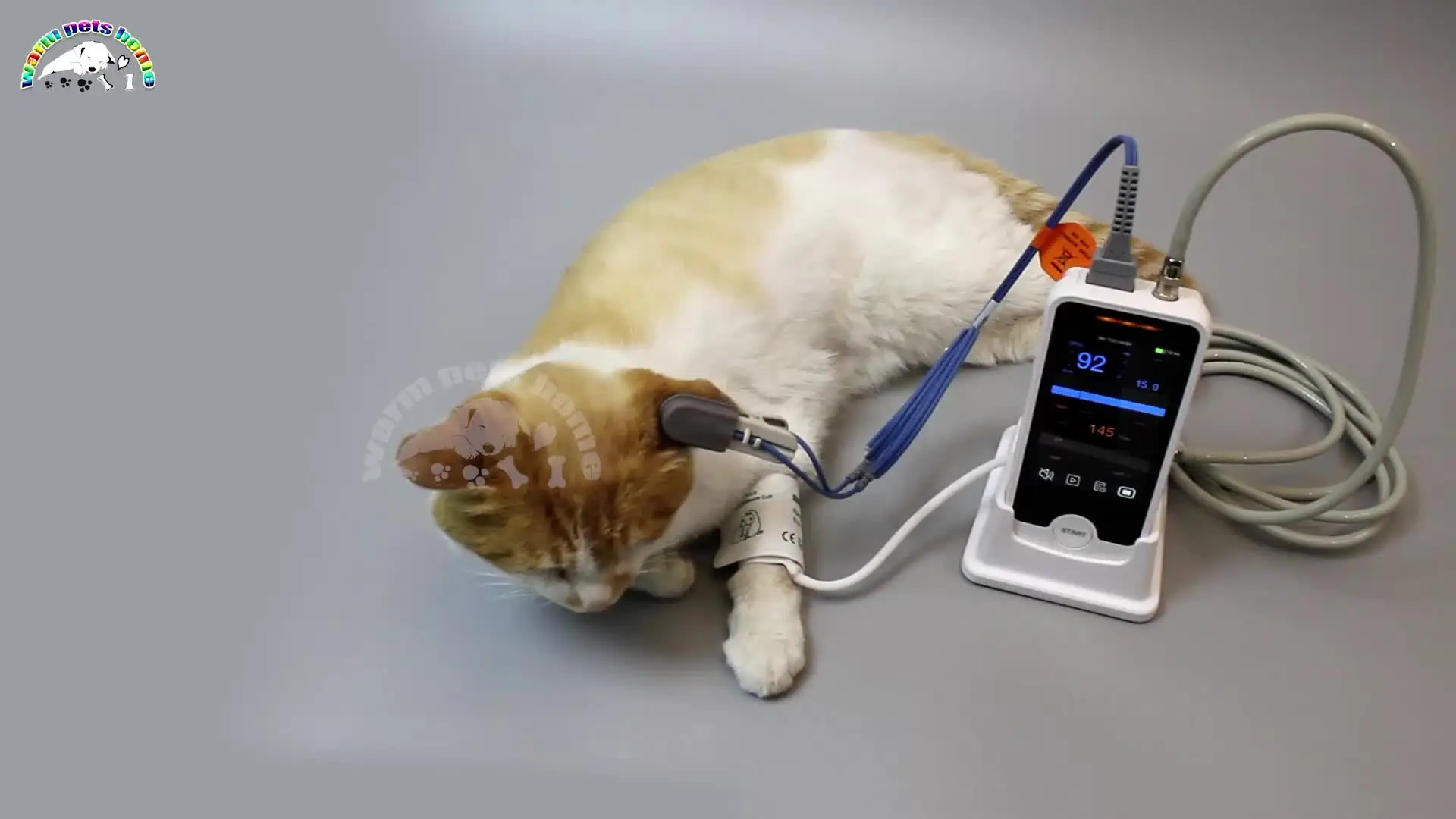 Pet Blood Pressure Monitor 3 5 Inch Handheld Touch Screen Veterinary ...