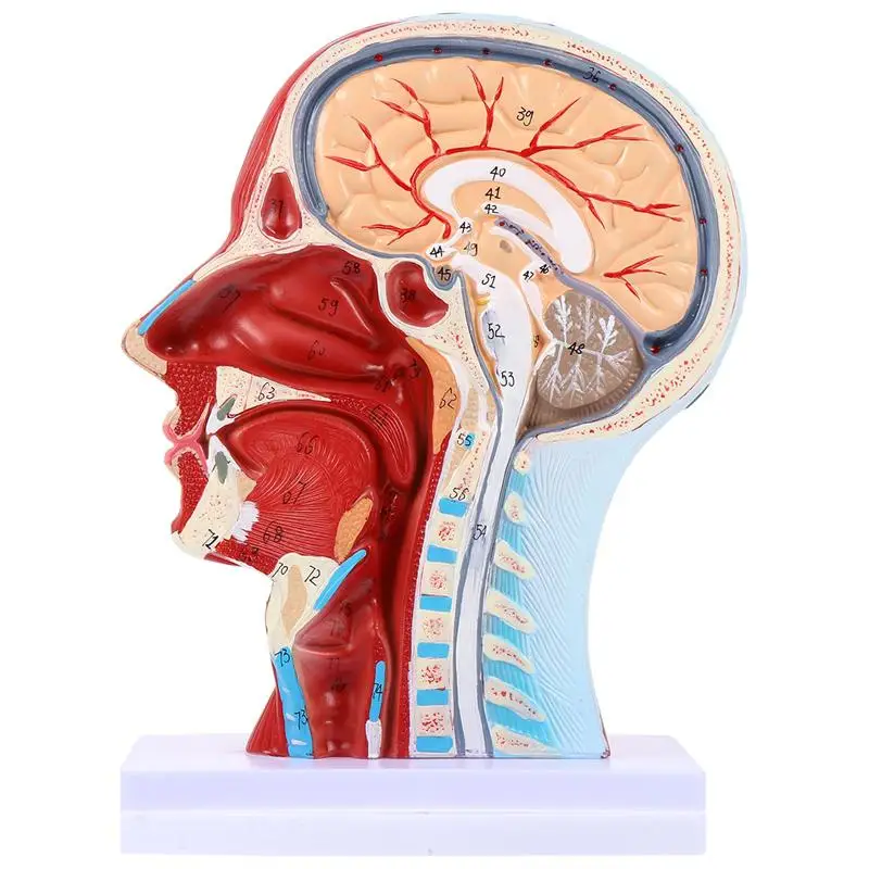Sagittal View Of Head