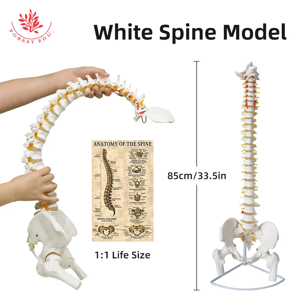 Anatomical-Spine-Model-FRT014-Life-Size-Spinal-Cord-Include-Vertebrae ...