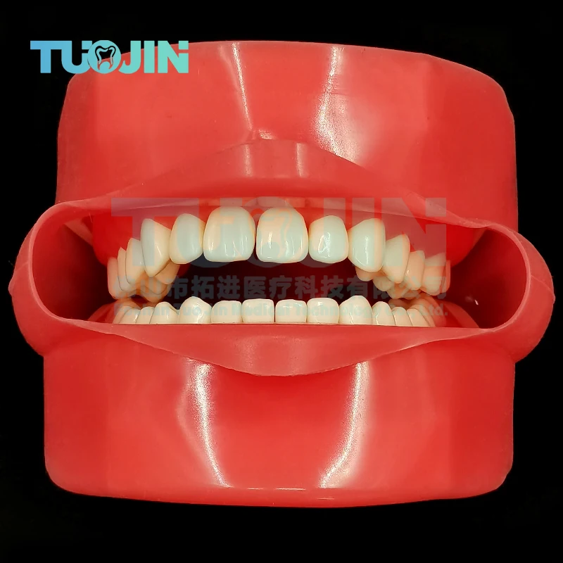 Modelo-de-dientes-dentales-con-28-piezas-dientes-Typodent-extra-bles-pr ...