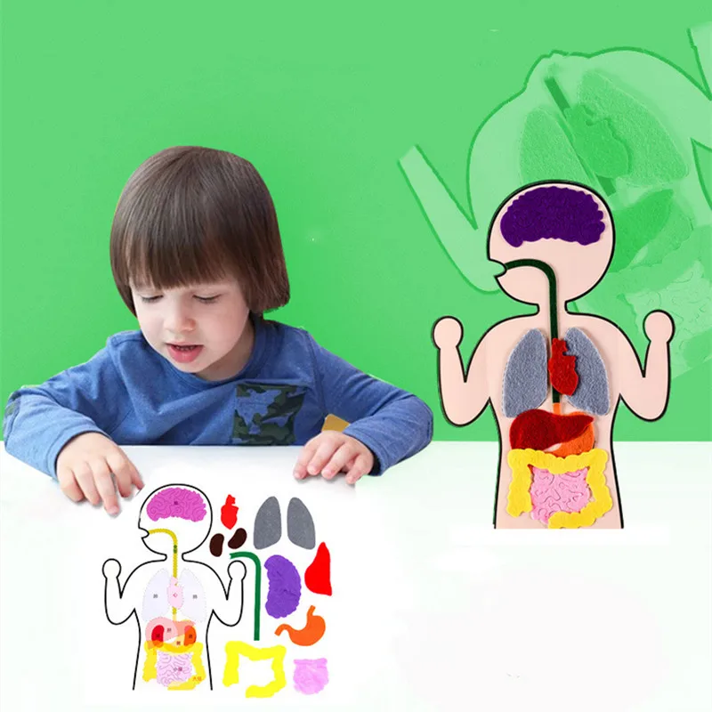 Kids Diy Human Body Teaching Aids Sets Children Early Educational ...