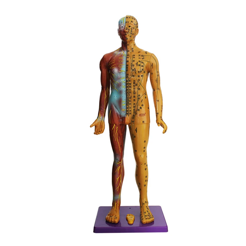 Meridian-Model-Human-Acupuncture-Point-Human-Body-Model-85cm-Medical ...